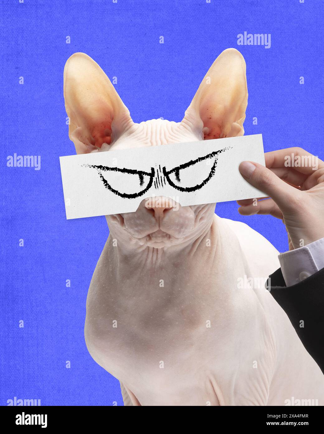 Angry look. Purebred Sphynx cat on blue background, with human hand ...