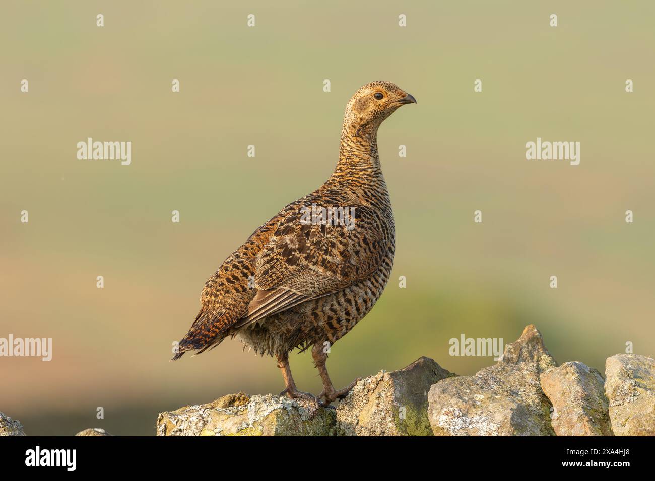Black grouse female or hen. Scientific name: Tetrao Tetrix. Perched on ...