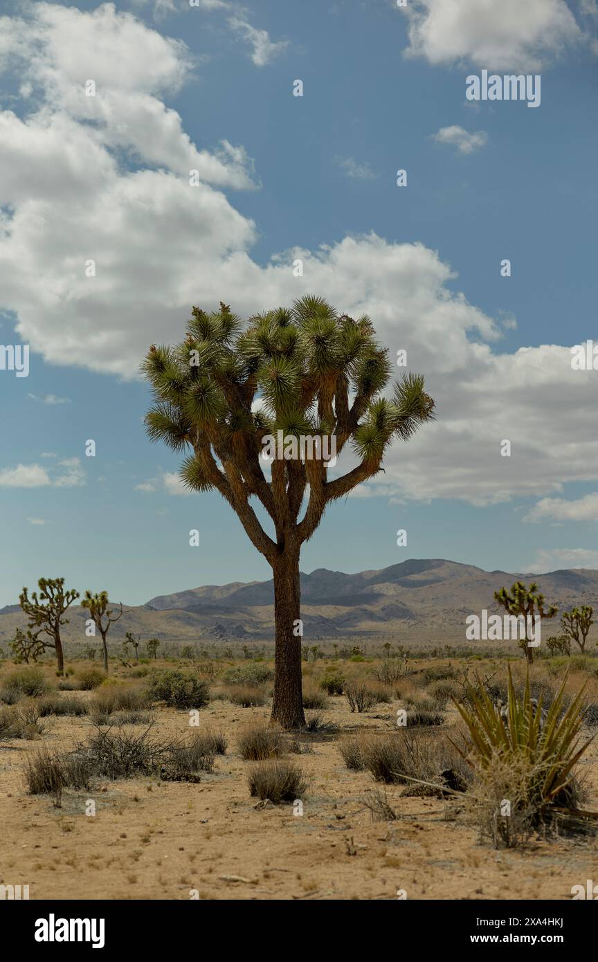 Joshu tree hi-res stock photography and images - Alamy