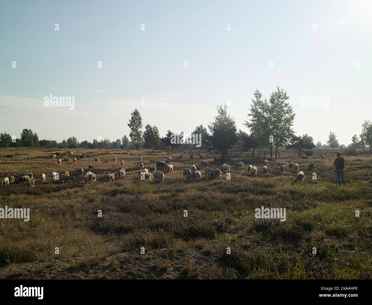 A shepherd stands in a field watching over a flock of sheep grazing ...