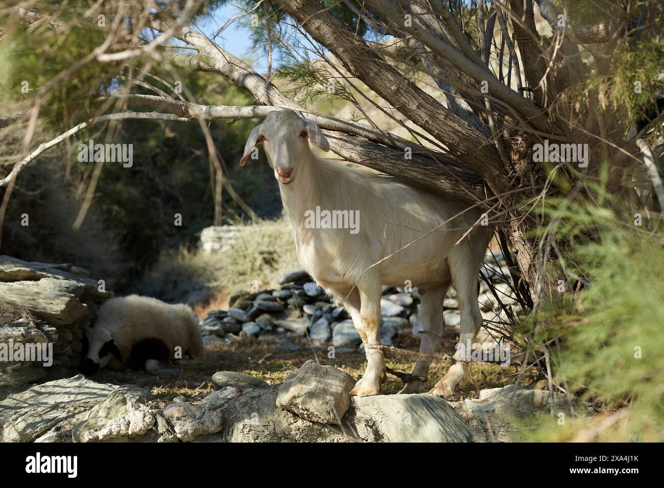 Trees background resting sheep visible beneath brush hi-res stock ...