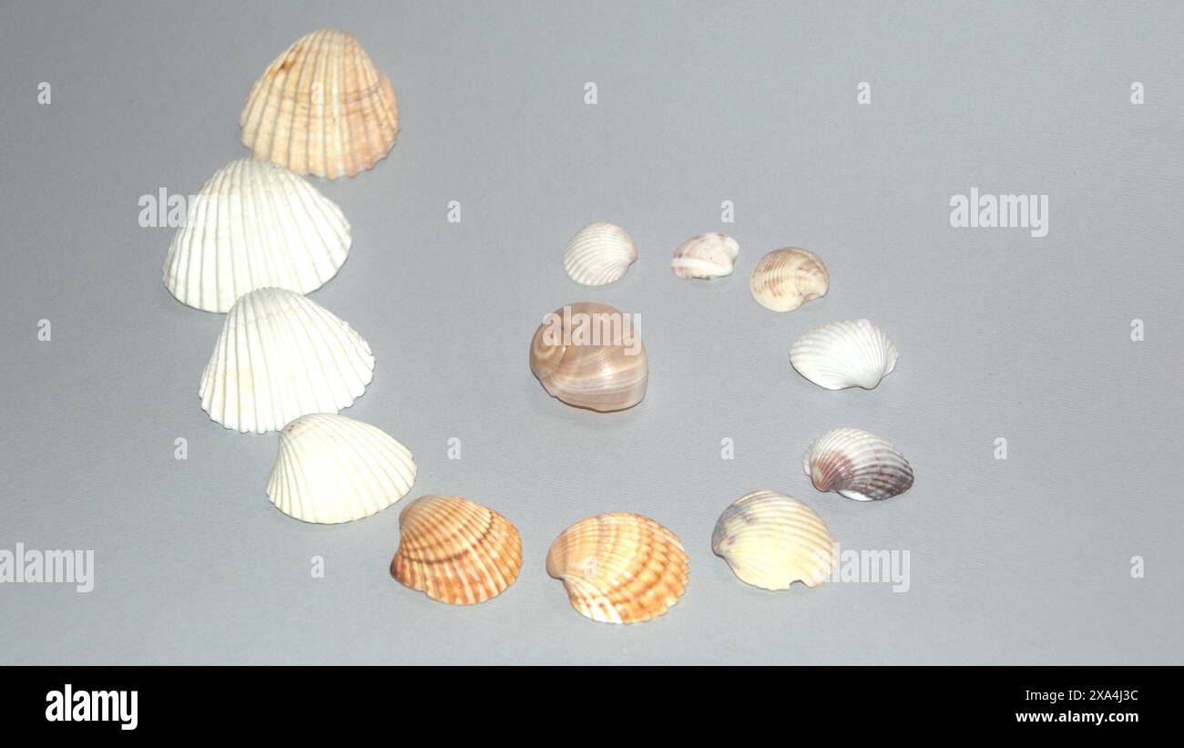 Shell collection - Mediterranean shell spiral Stock Photo - Alamy