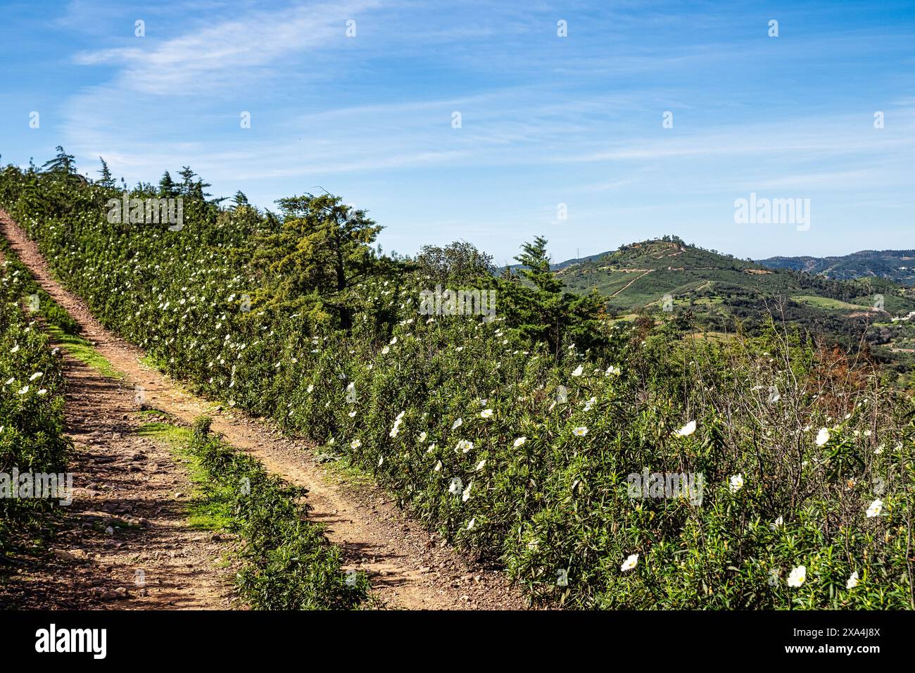 Cistus ladanifer, Rockrose flowers or Labdanum at the Archaeological ...