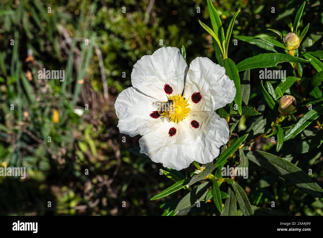 Cistus ladanifer, Rockrose flowers or Labdanum at the Archaeological ...