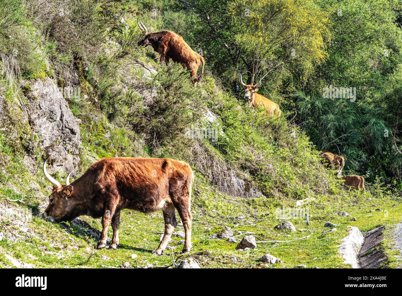 The Cachena cow in Nationalpark Peneda-Geres in North Portugal. It is a ...