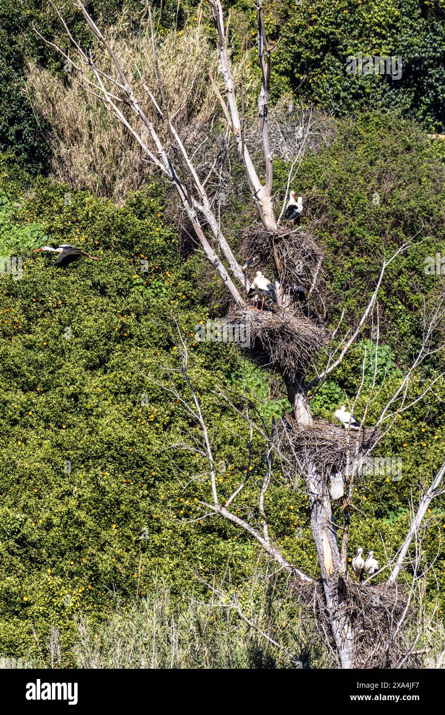 The fascinating White Storks, Ciconia ciconia at Silves in the Algarve ...
