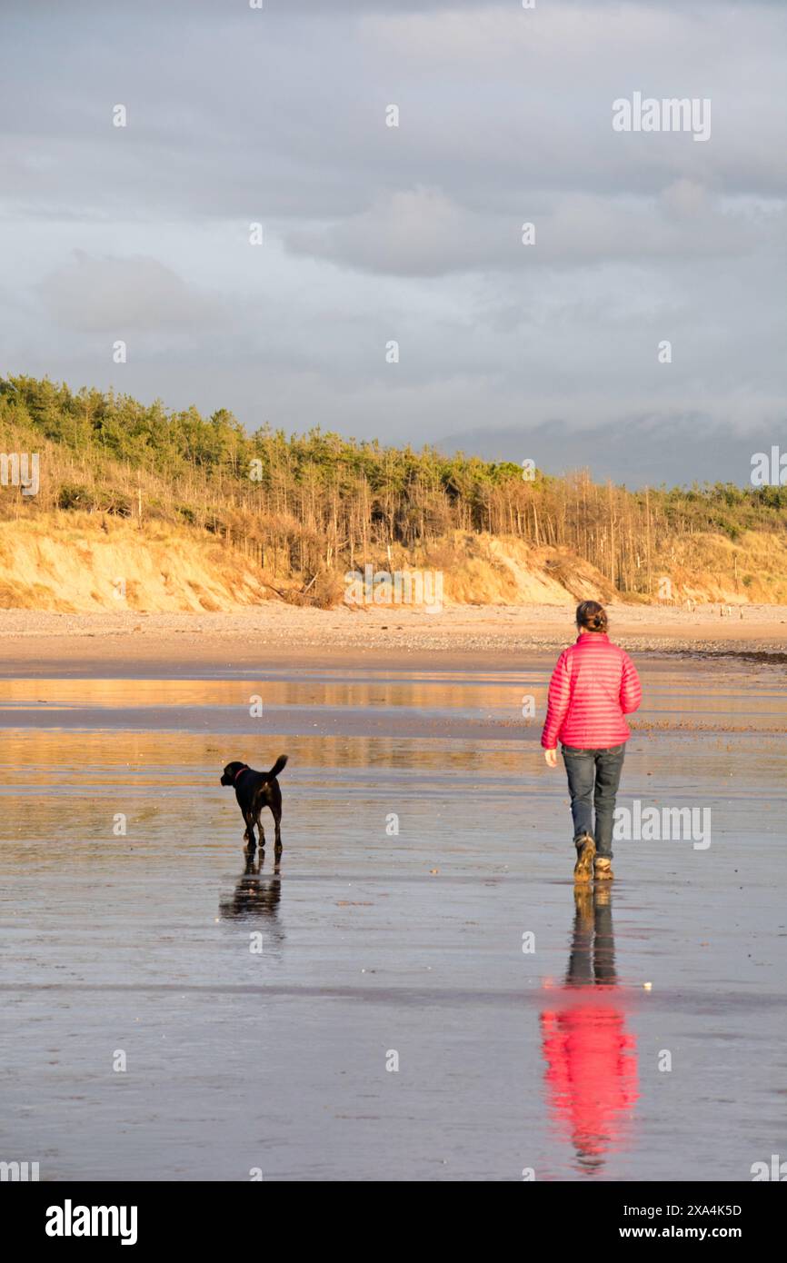 Woman walking the dog on Newborough Warren beach Anglesey, North Wales ...