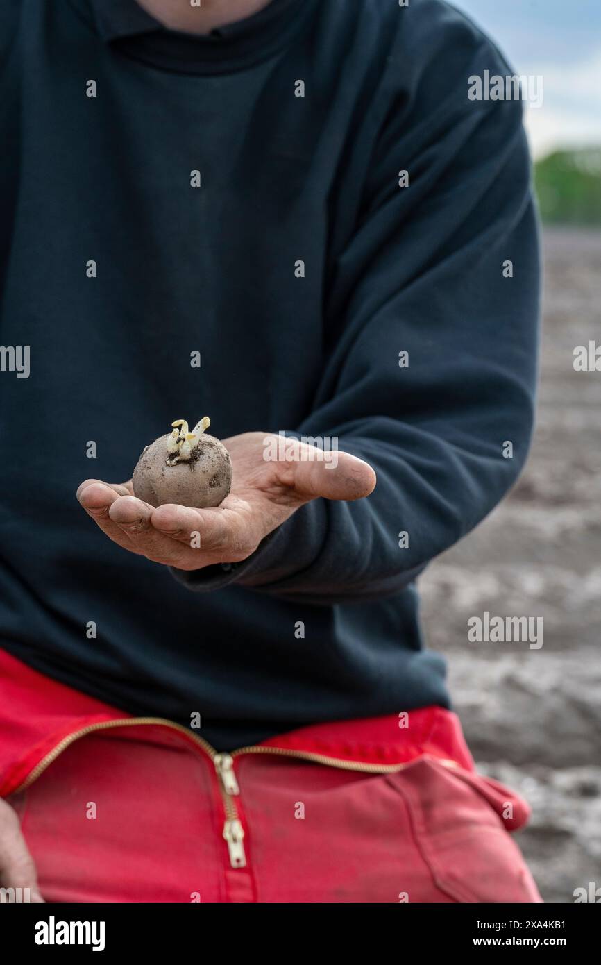 Person holding sprouting potato their open hand hi-res stock ...