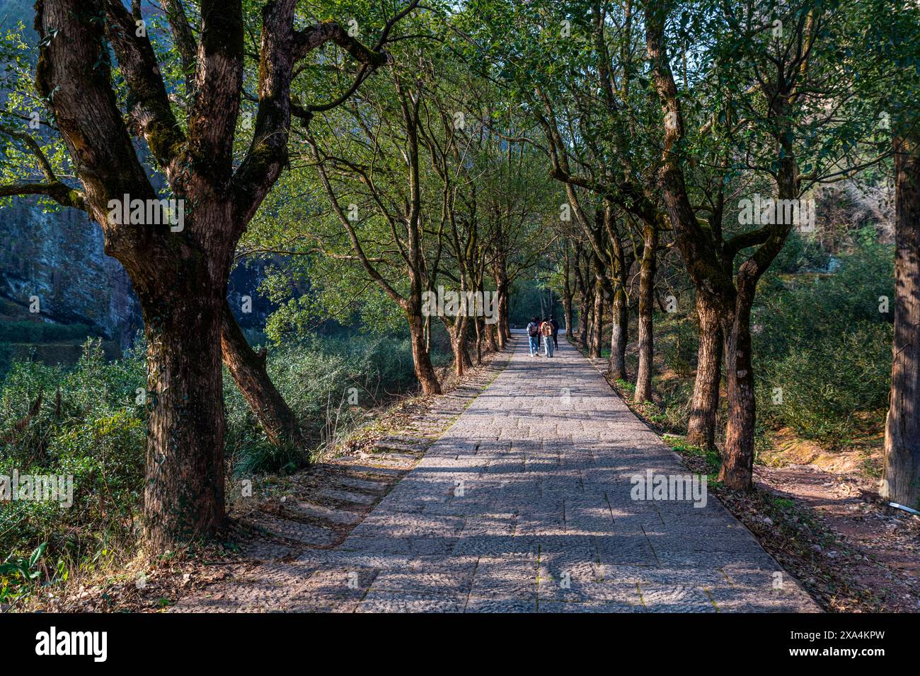 Tree plantations, Wuyi Mountains, UNESCO World Heritage Site, Fujian ...
