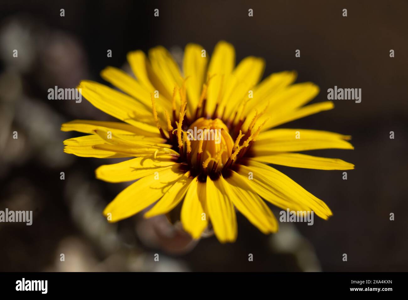 Nieve de margarita hi-res stock photography and images - Alamy