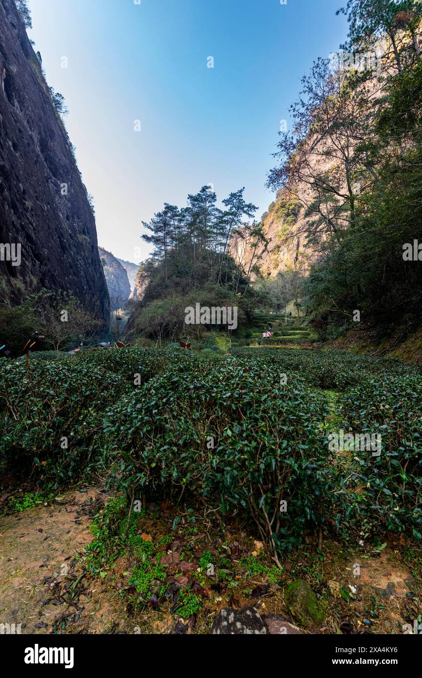Tree plantations, Wuyi Mountains, UNESCO World Heritage Site, Fujian ...