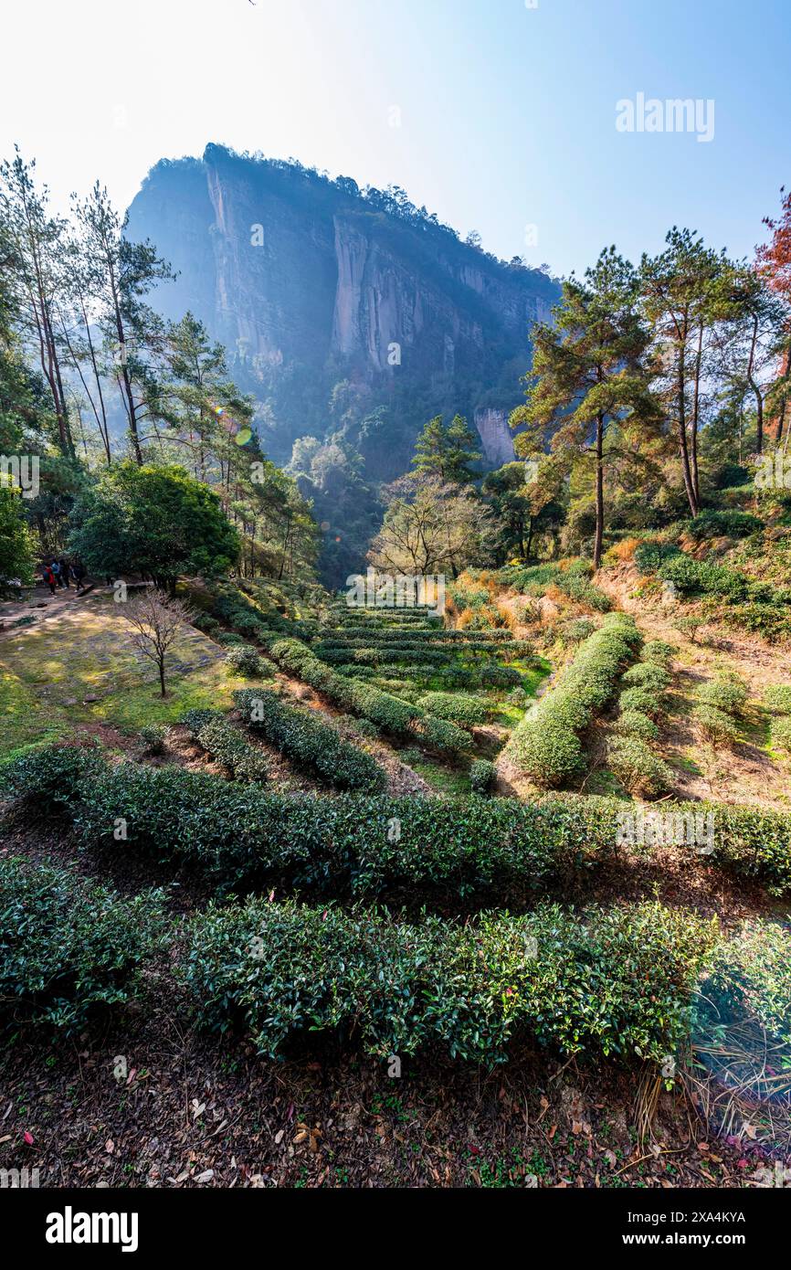 Tree plantations, Wuyi Mountains, UNESCO World Heritage Site, Fujian ...