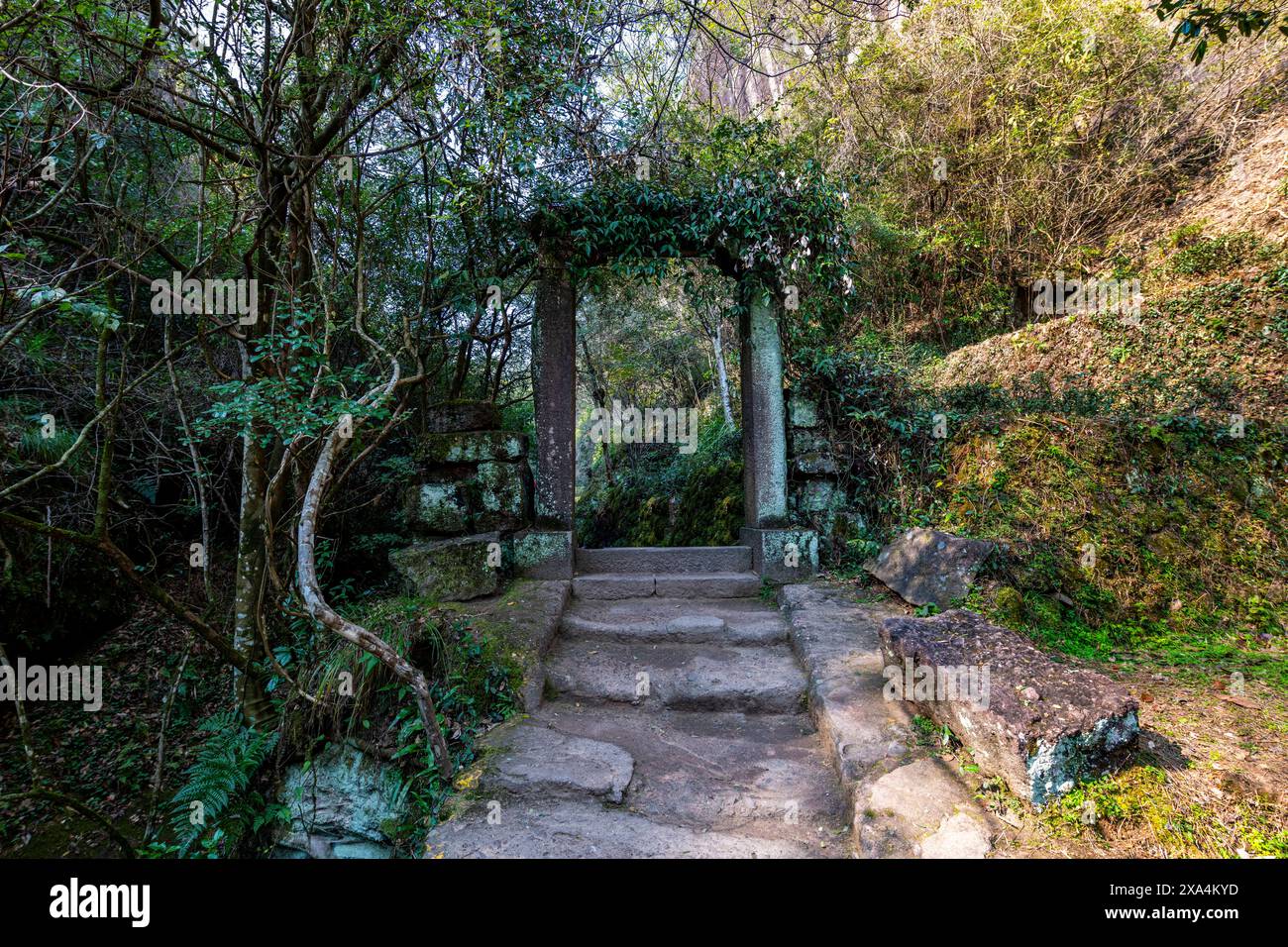 Tree plantations, Wuyi Mountains, UNESCO World Heritage Site, Fujian ...