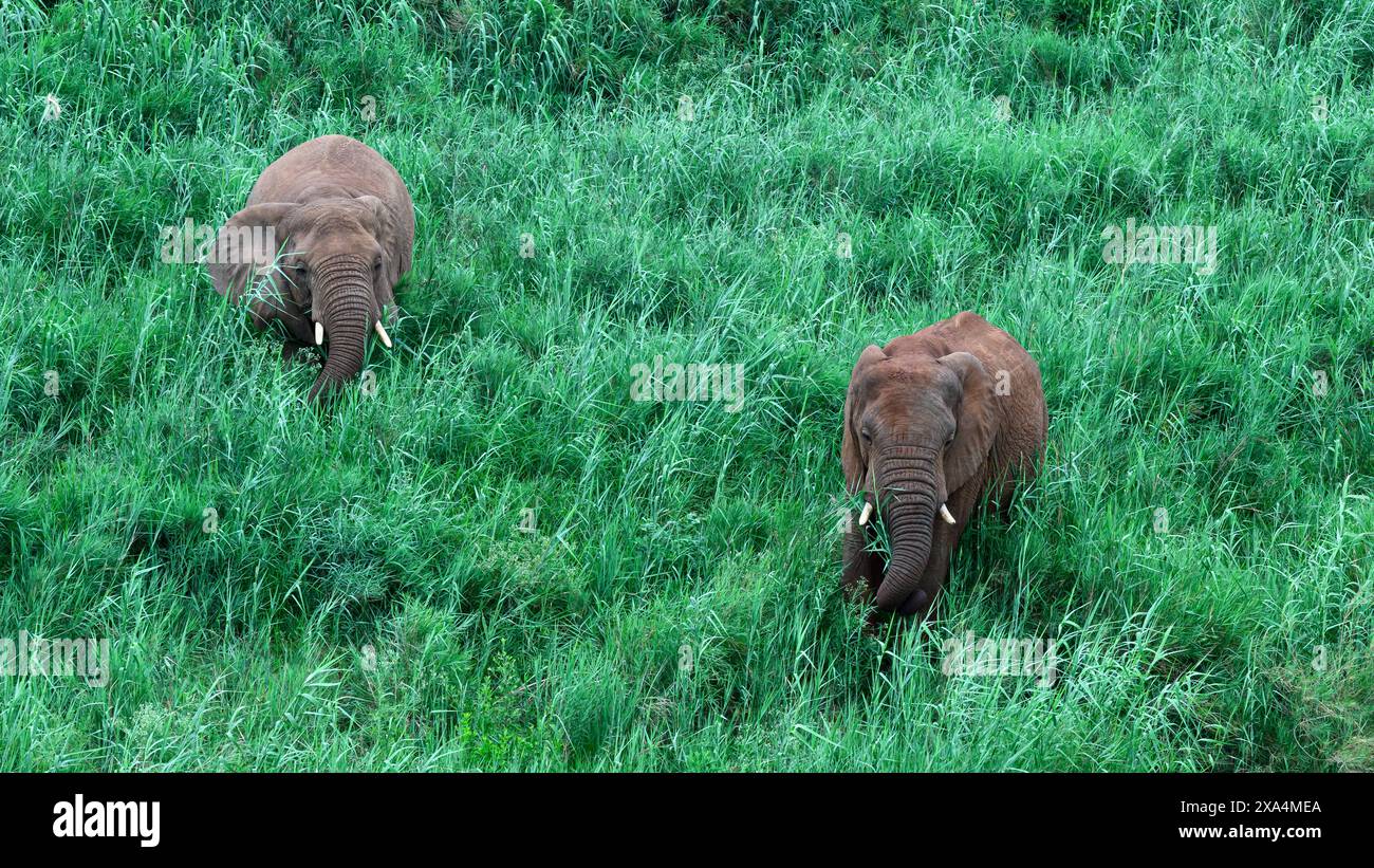 Foraging African Elephants South Africa Africa Copyright Janettexhill 1185 449 Record Date