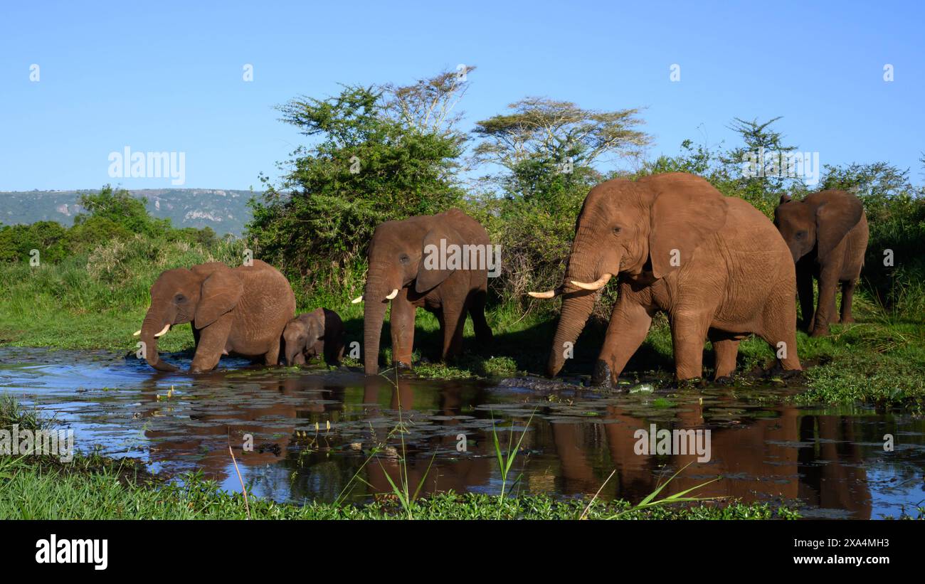African Elephants crossing stream, South Africa, Africa Copyright ...