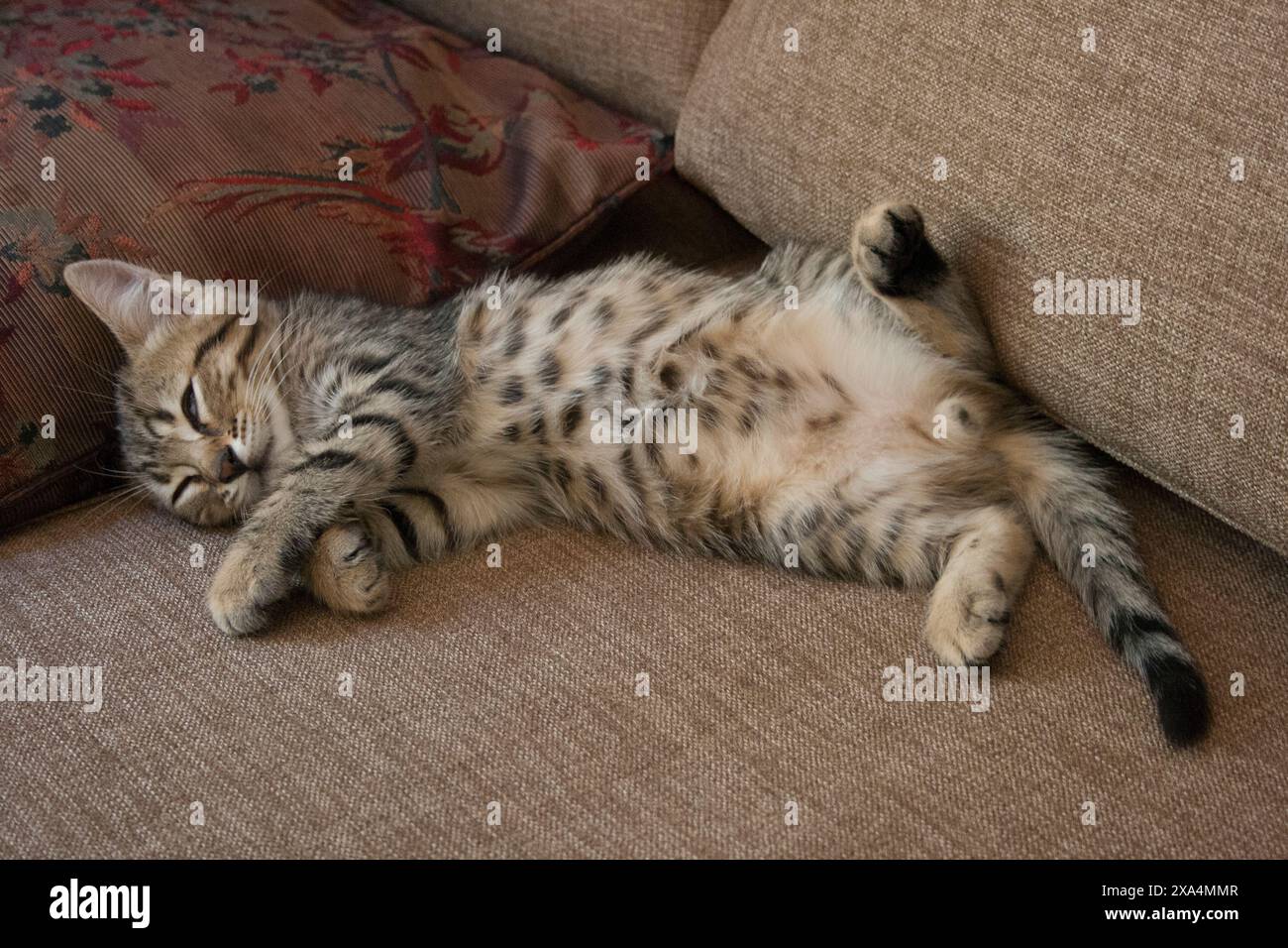 Tabby cat lying its back brown couch hi-res stock photography and ...