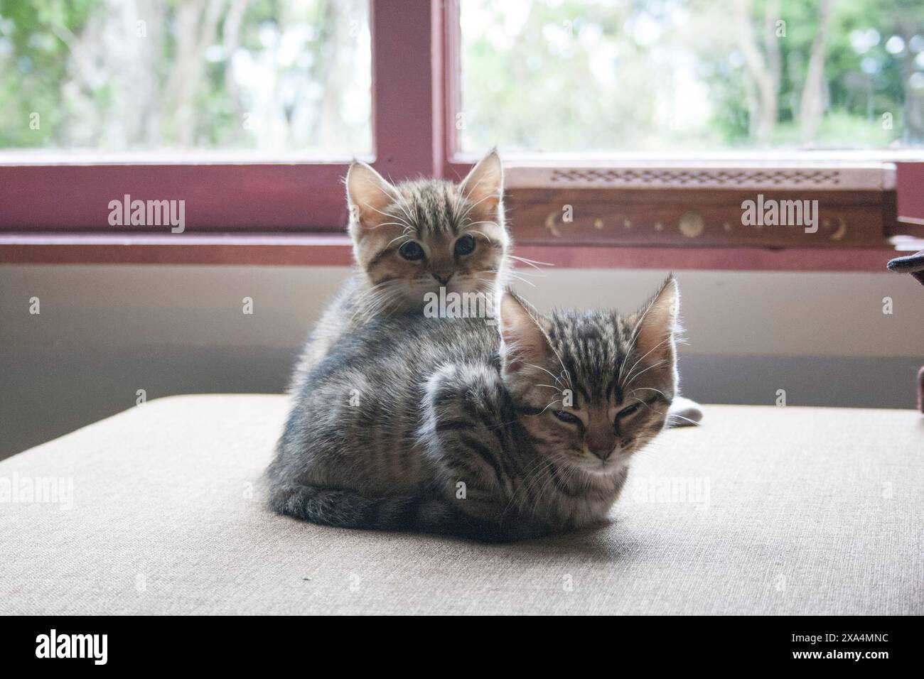 Cuddling kittens hi-res stock photography and images - Alamy
