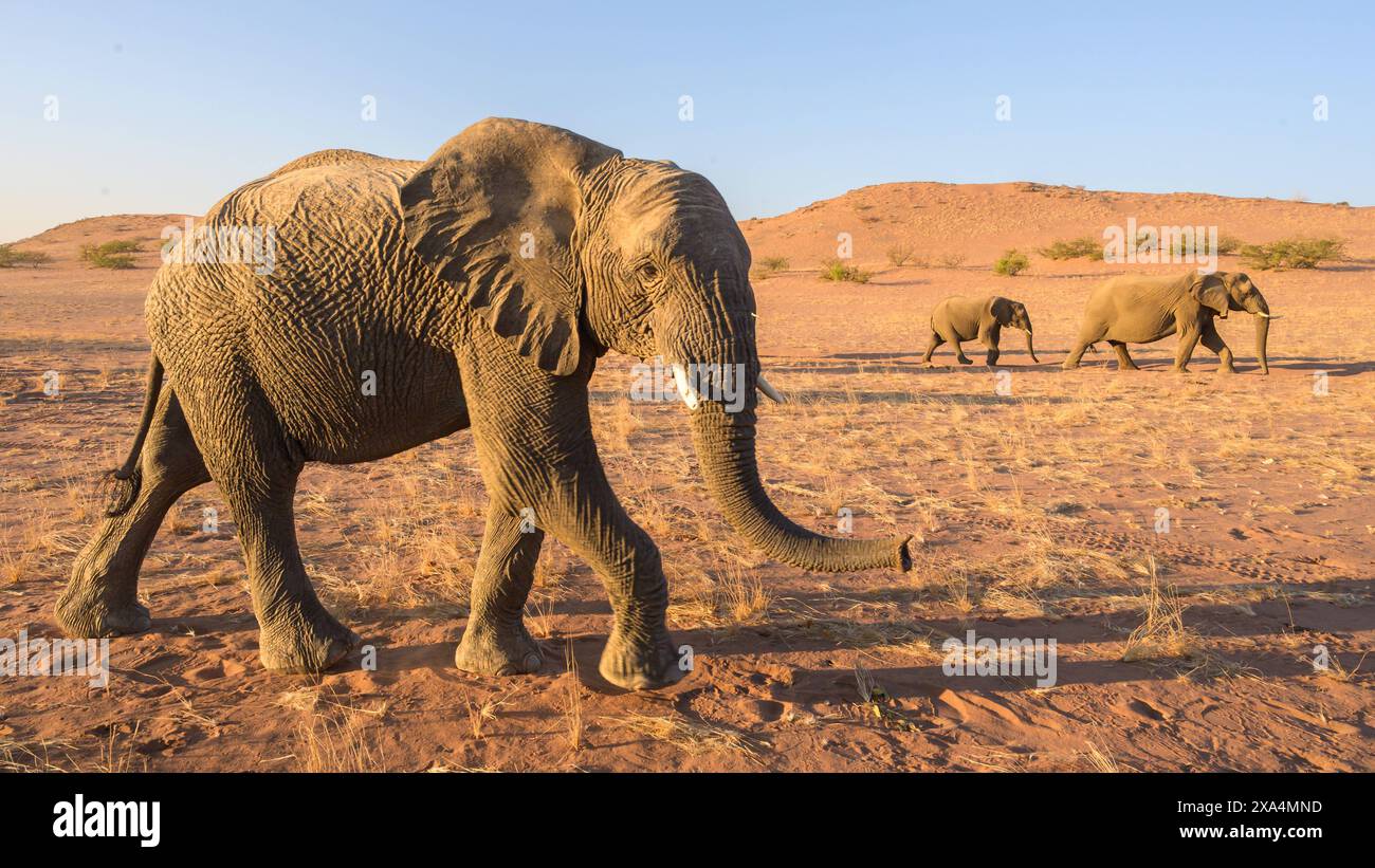 Desert Adapted African Elephant, Namibia, Africa Copyright ...
