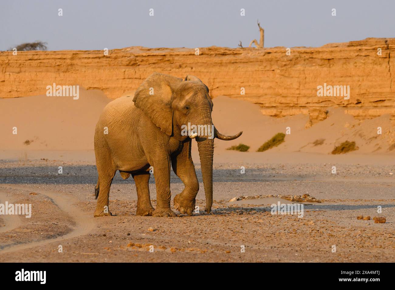 Desert Adapted African Elephant, Namibia, Africa Copyright ...