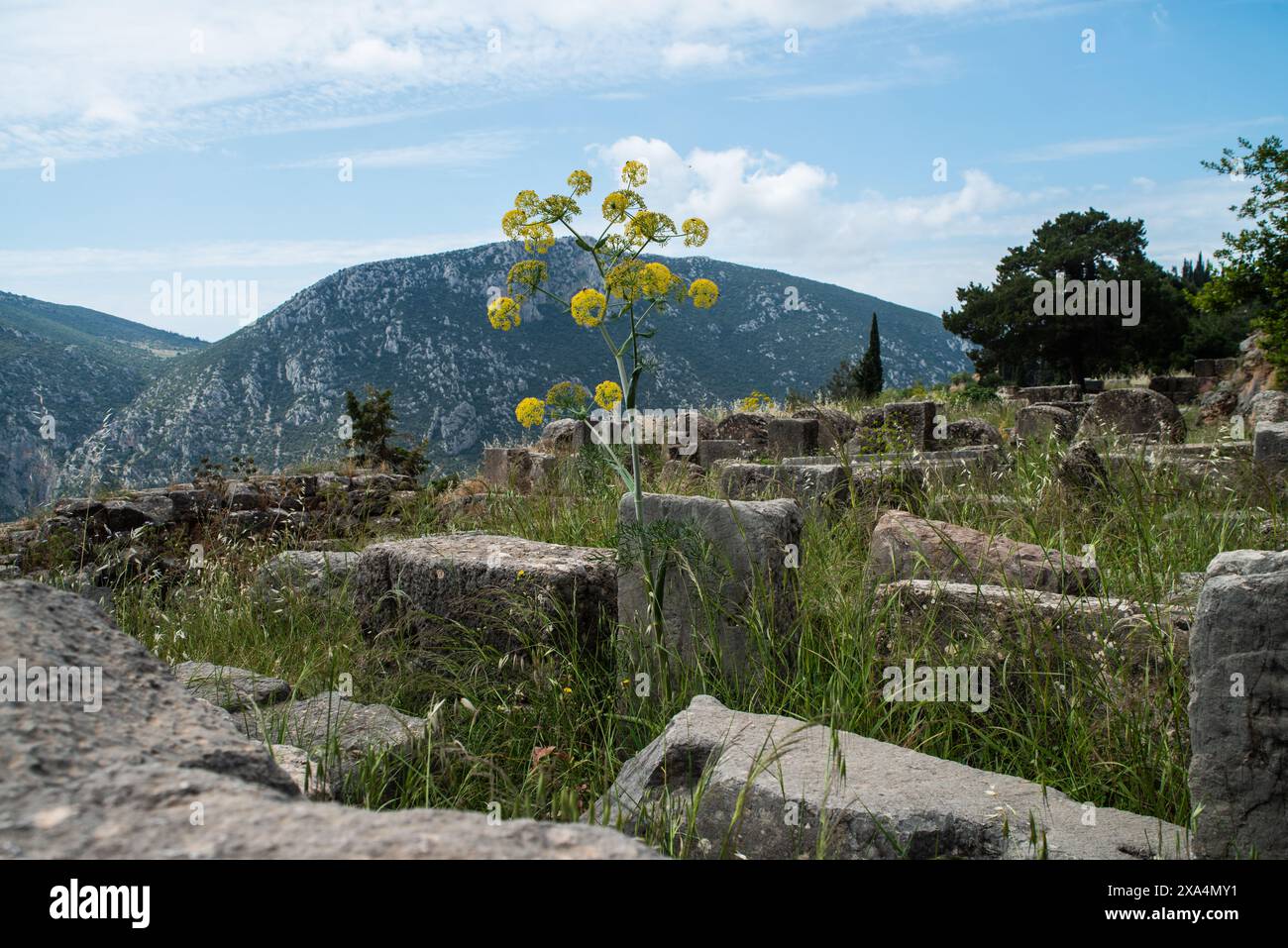 Oracolo delphi hi-res stock photography and images - Alamy