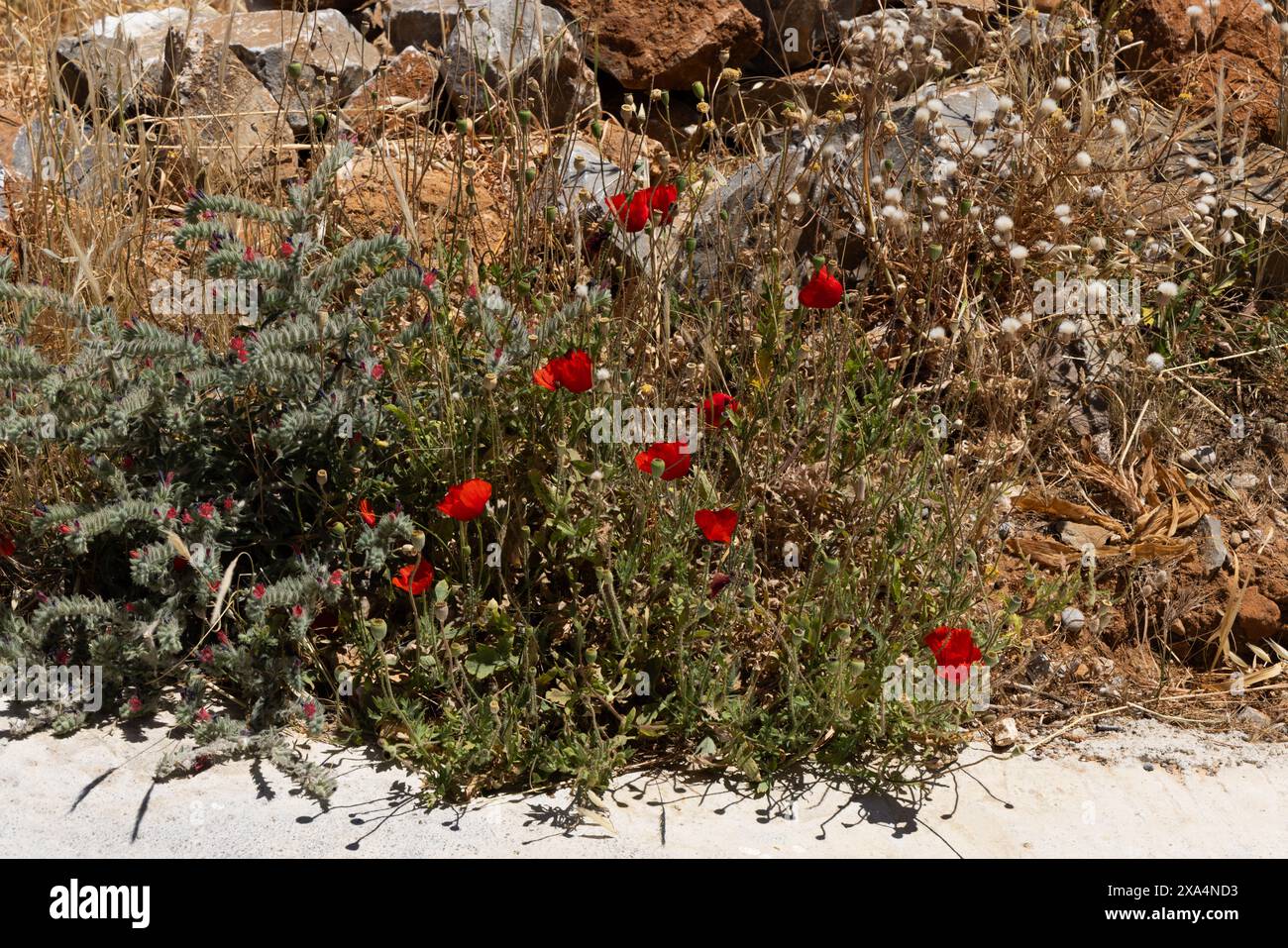 Plaka lasithi hi-res stock photography and images - Alamy
