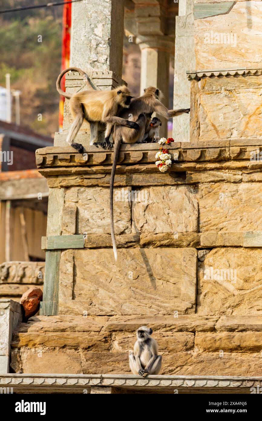 Panna india tier hi-res stock photography and images - Alamy