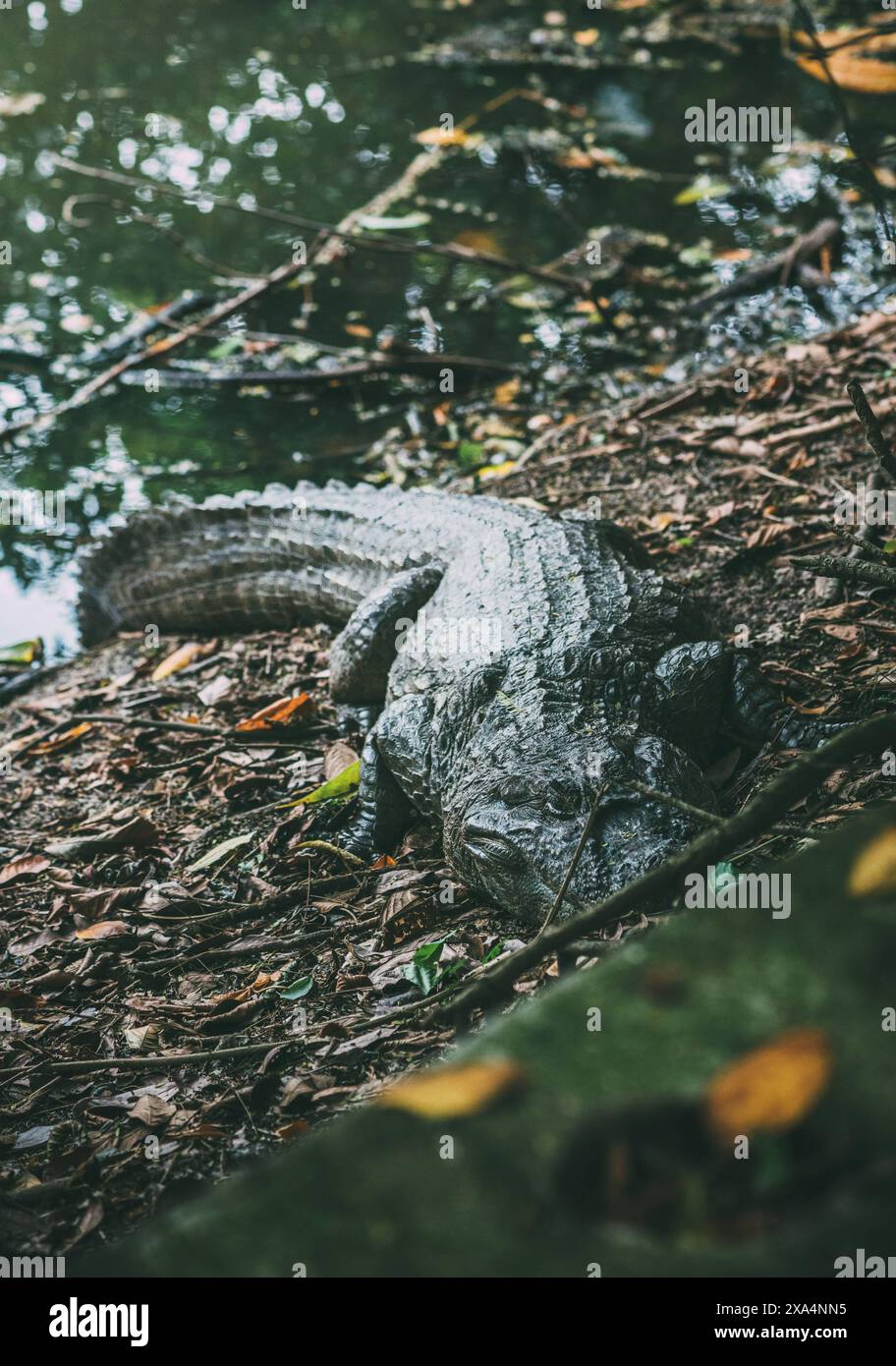 An imposing alligator is captured lounging on the leaf-strewn bank of a ...