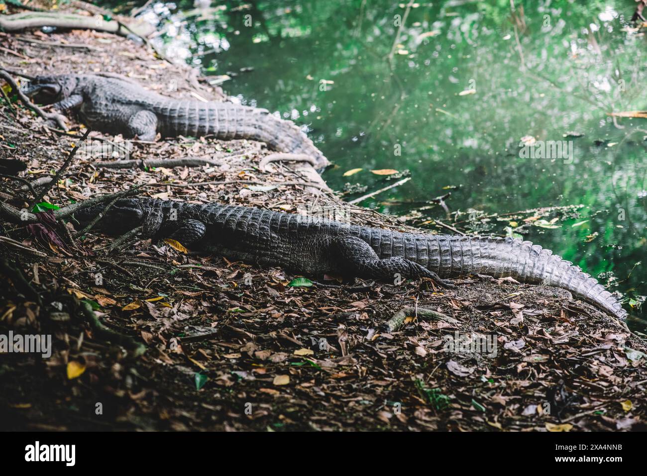 Two imposing alligators lounging on the leaf-strewn bank of a river ...