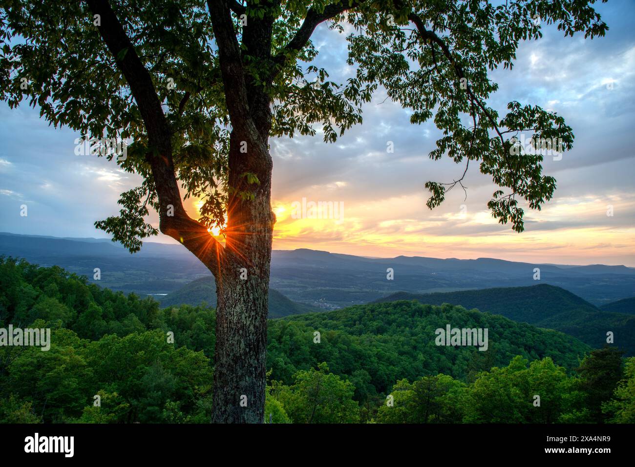 A mix of oak and pine tree species dominate the canopy from an overlook ...