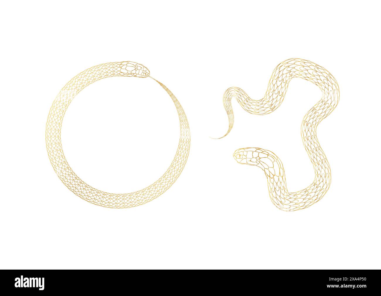 golden snake, silhouette, vector outline, symbol 2025, isolated white ...