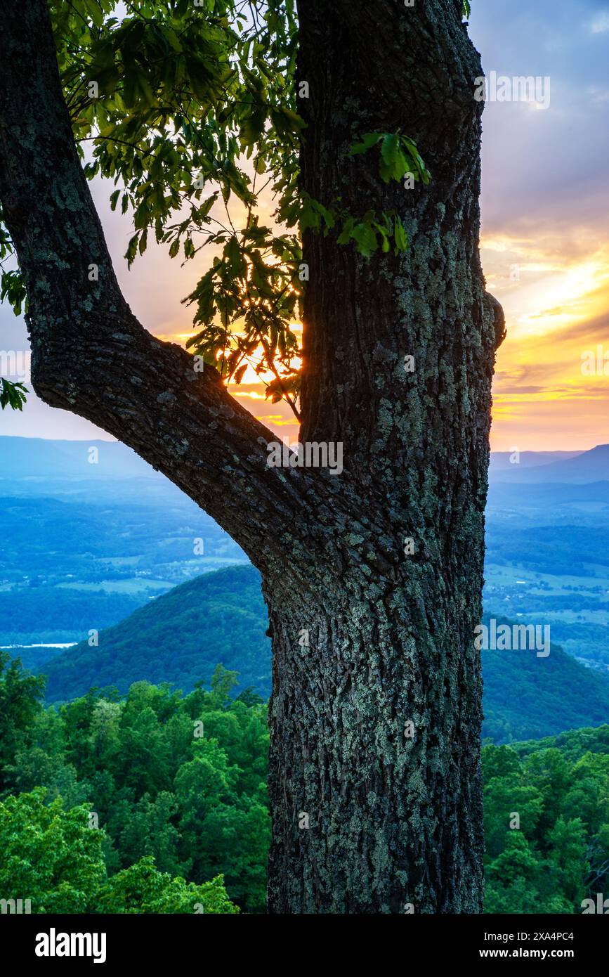 A mix of oak and pine tree species dominate the canopy from an overlook ...