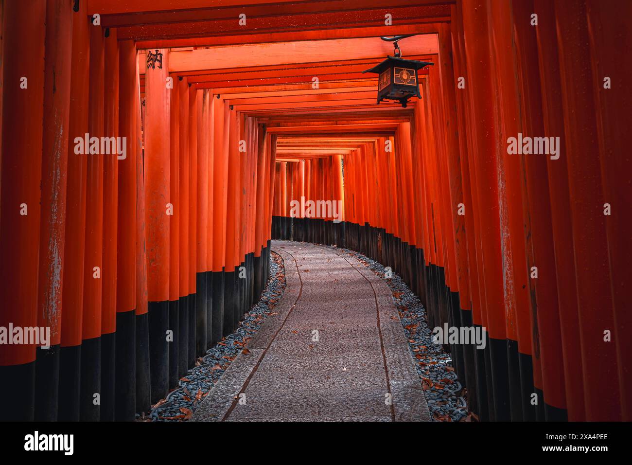 The red Torii Gates tunnel at Fushimi Inari Taisha shrine in Kyoto ...