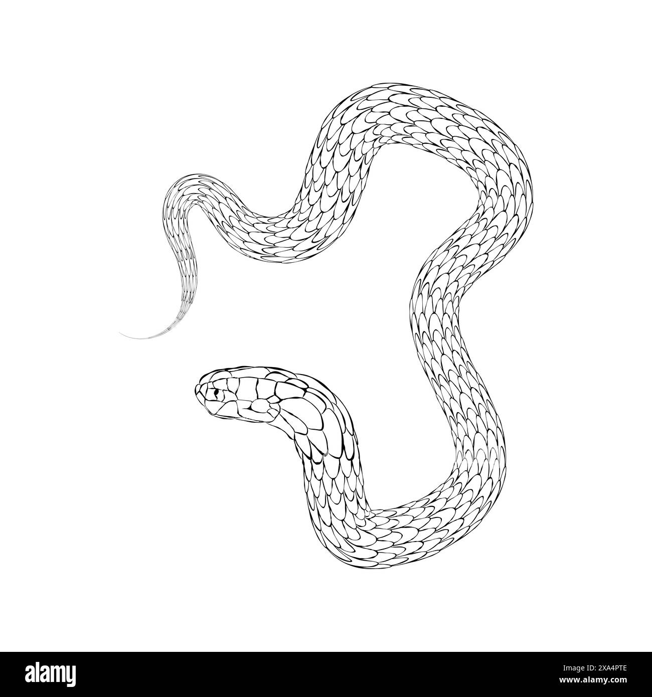2025 snake outline hi-res stock photography and images - Alamy