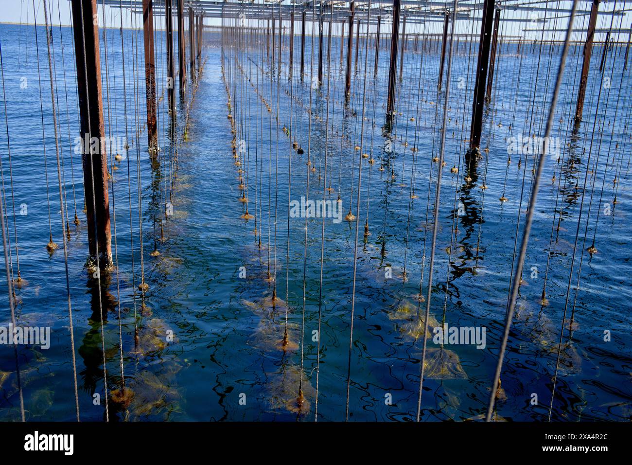 Rows of mussel aquaculture lines stretching into the calm blue waters ...
