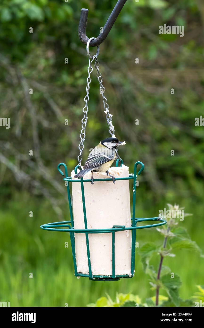 Great tit, Parus major, perched on a garden fat feeder Stock Photo - Alamy