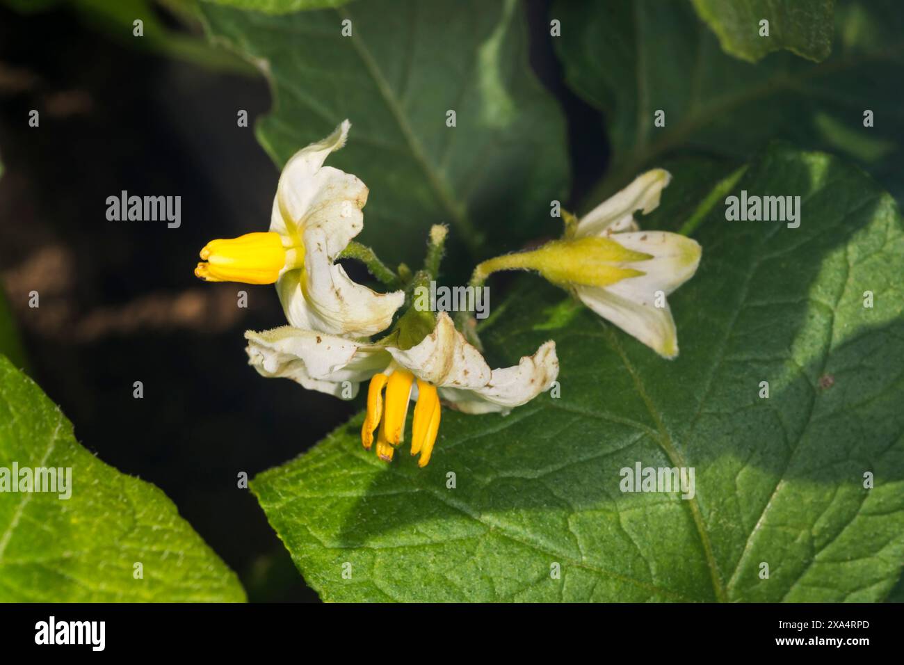 Growing of potatoes hi-res stock photography and images - Alamy