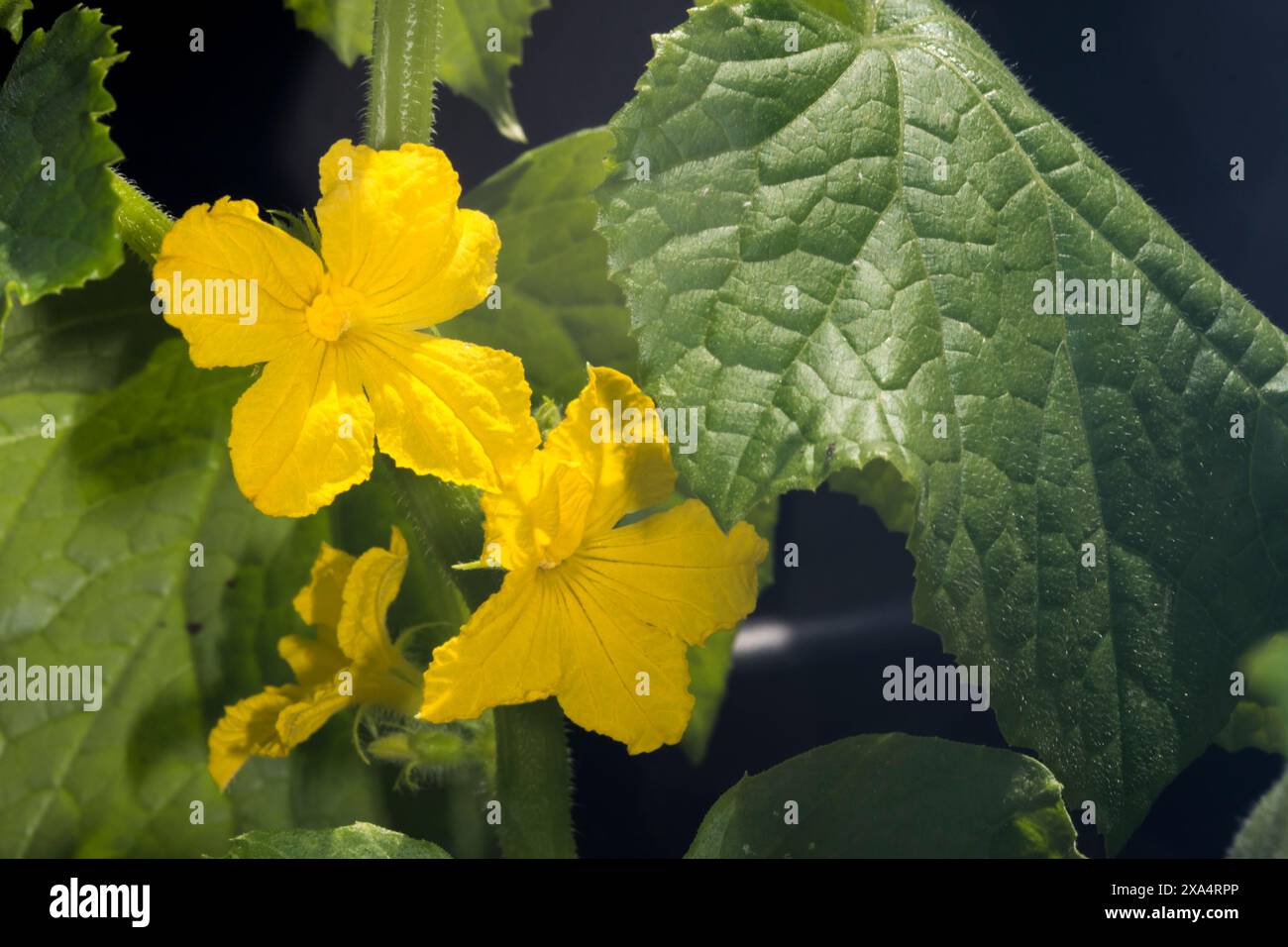 Flowers on Marketmore 76 cucumber plant, Cucumis sativus, growing in a ...