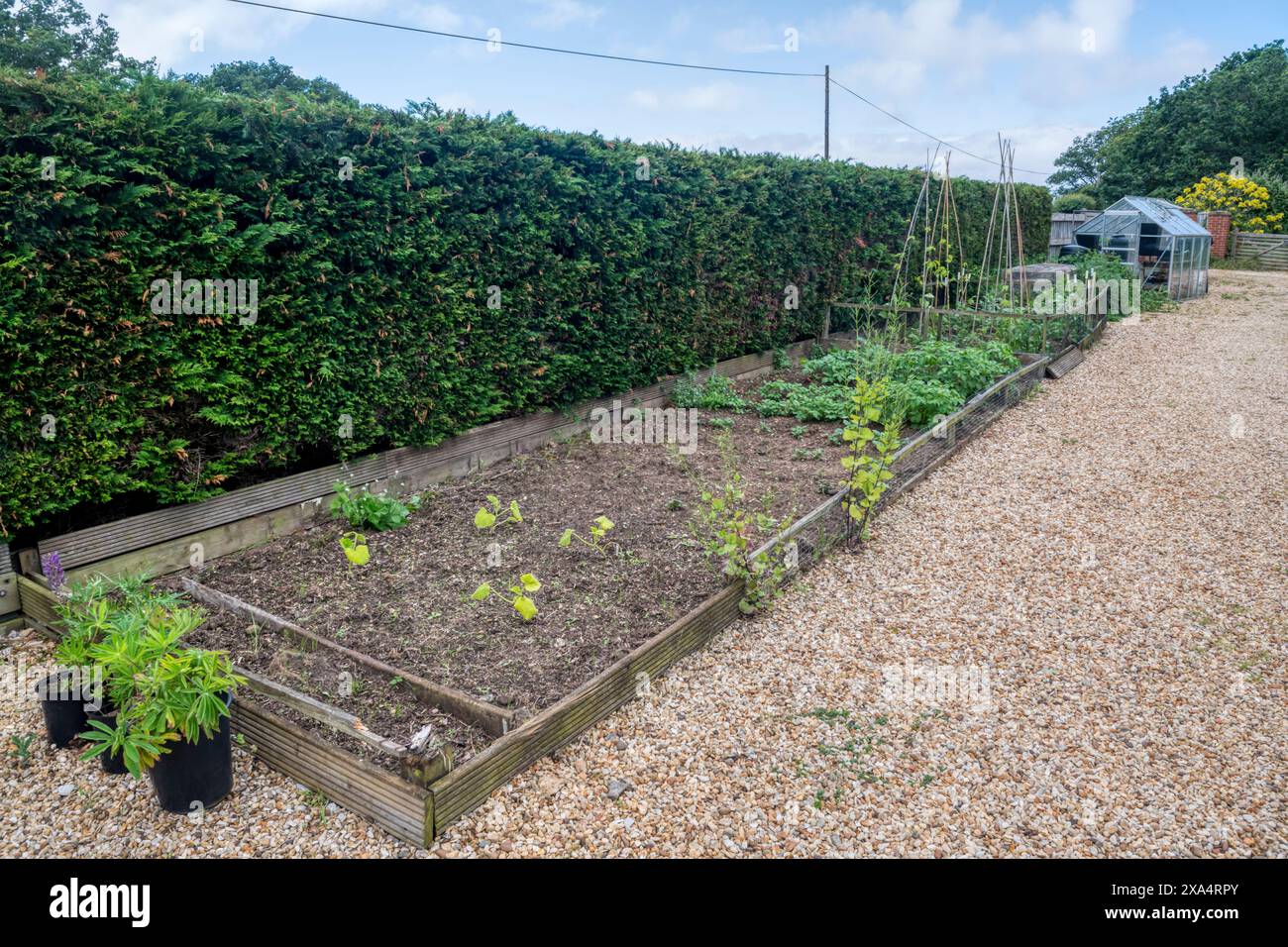 A vegetable plot, with vegetable beds along the side of the driveway ...
