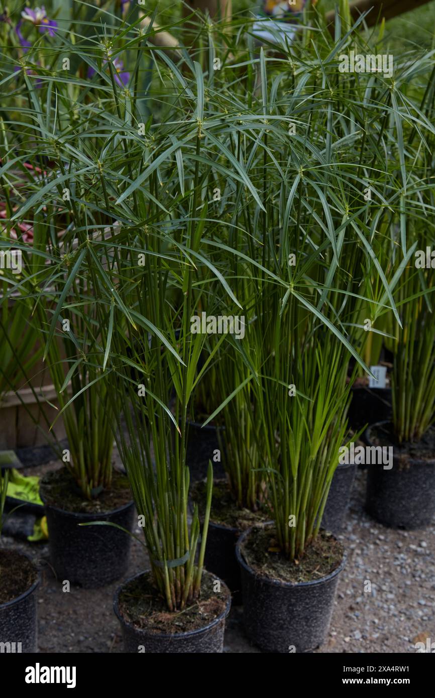 Cyperus alternifolius, papyrus plants in vases Stock Photo - Alamy