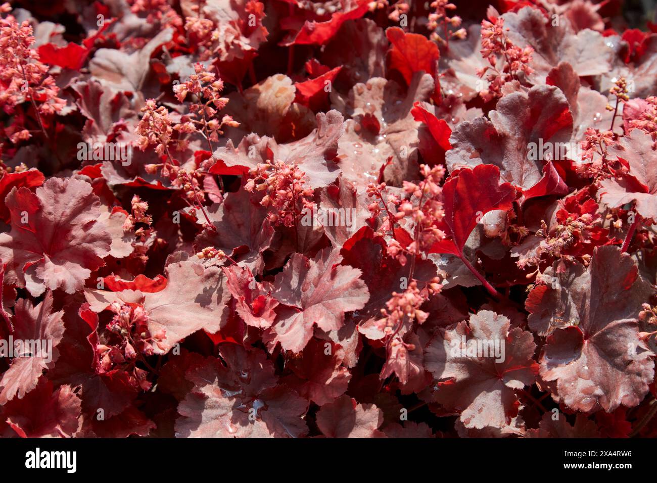 Heuchera red coral bells, plants with red leaves in sunlight Stock ...