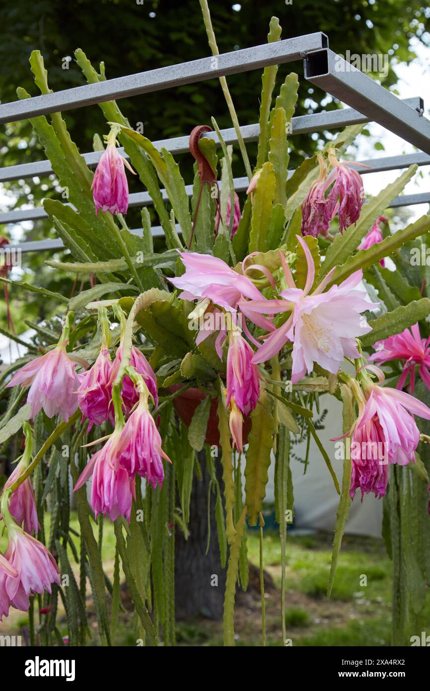 Epiphyllum, epiphytic plant with pink flowers also known as orchid ...