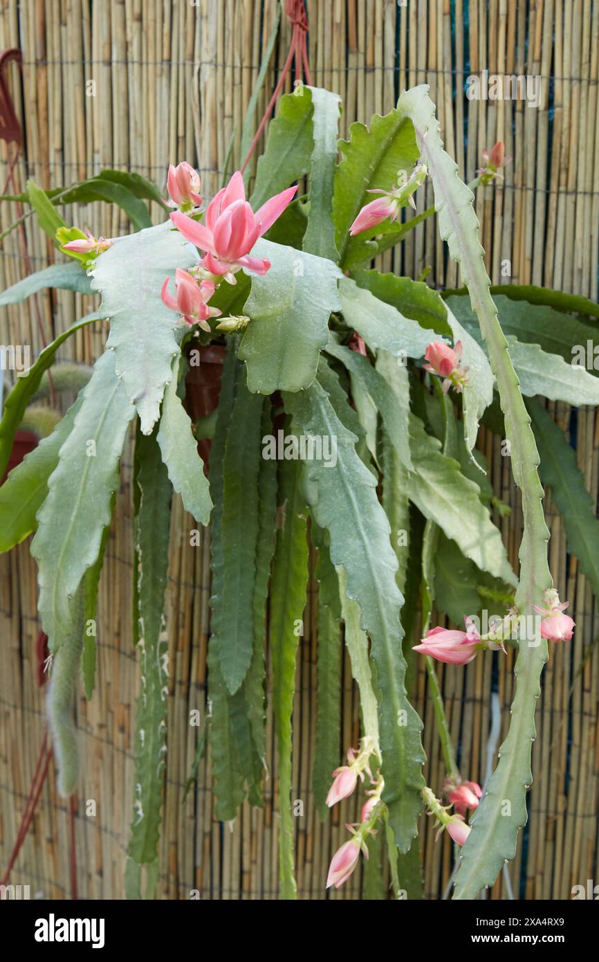Epiphyllum, epiphytic plant with pink flowers also known as orchid ...