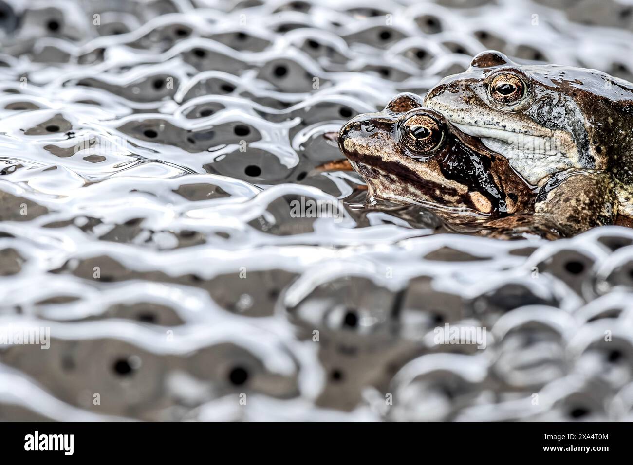 The mating season, Common frog male and female in love (Rana temporaria ...