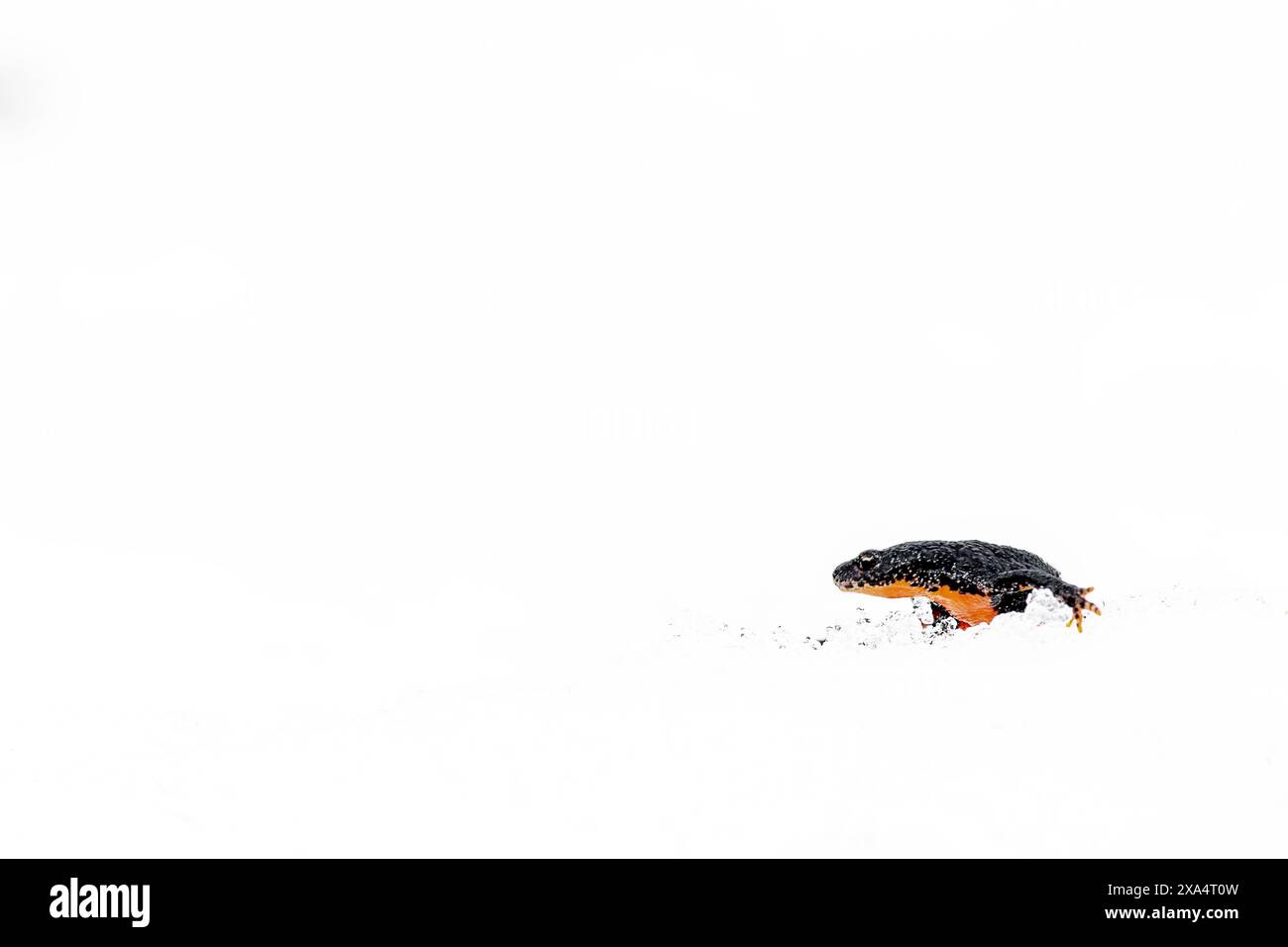 Fine art portrait of Alpine newt on snow (Ichthyosaura alpestris Stock ...
