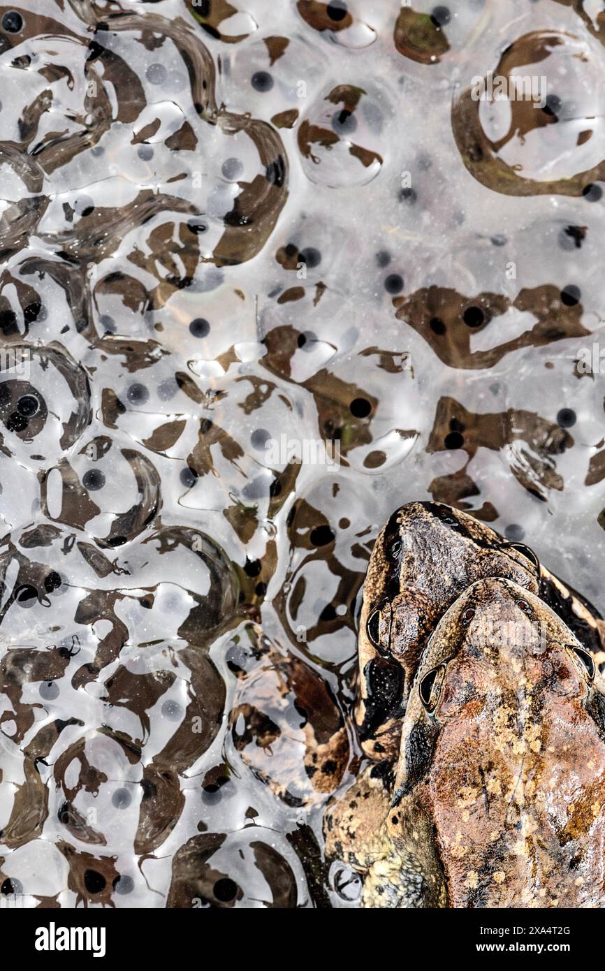 The mating season, Common frog male and female in love (Rana temporaria ...