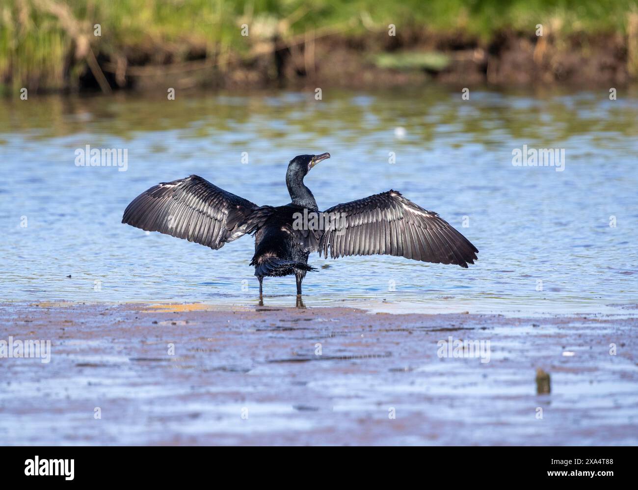 Cormorant with white head hi-res stock photography and images - Alamy