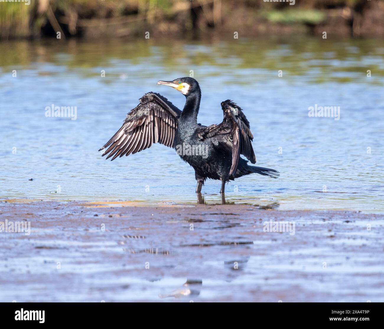 Cormorant eats large fish hi-res stock photography and images - Alamy