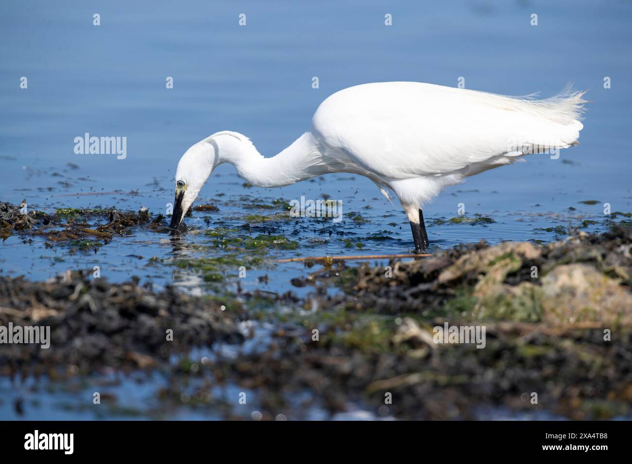 Little Egret (Egretta garzetta Stock Photo - Alamy