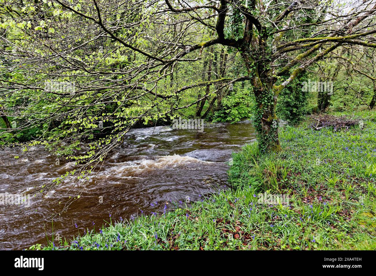 The River Camel flowing through countryside near Hellandbridge on a ...