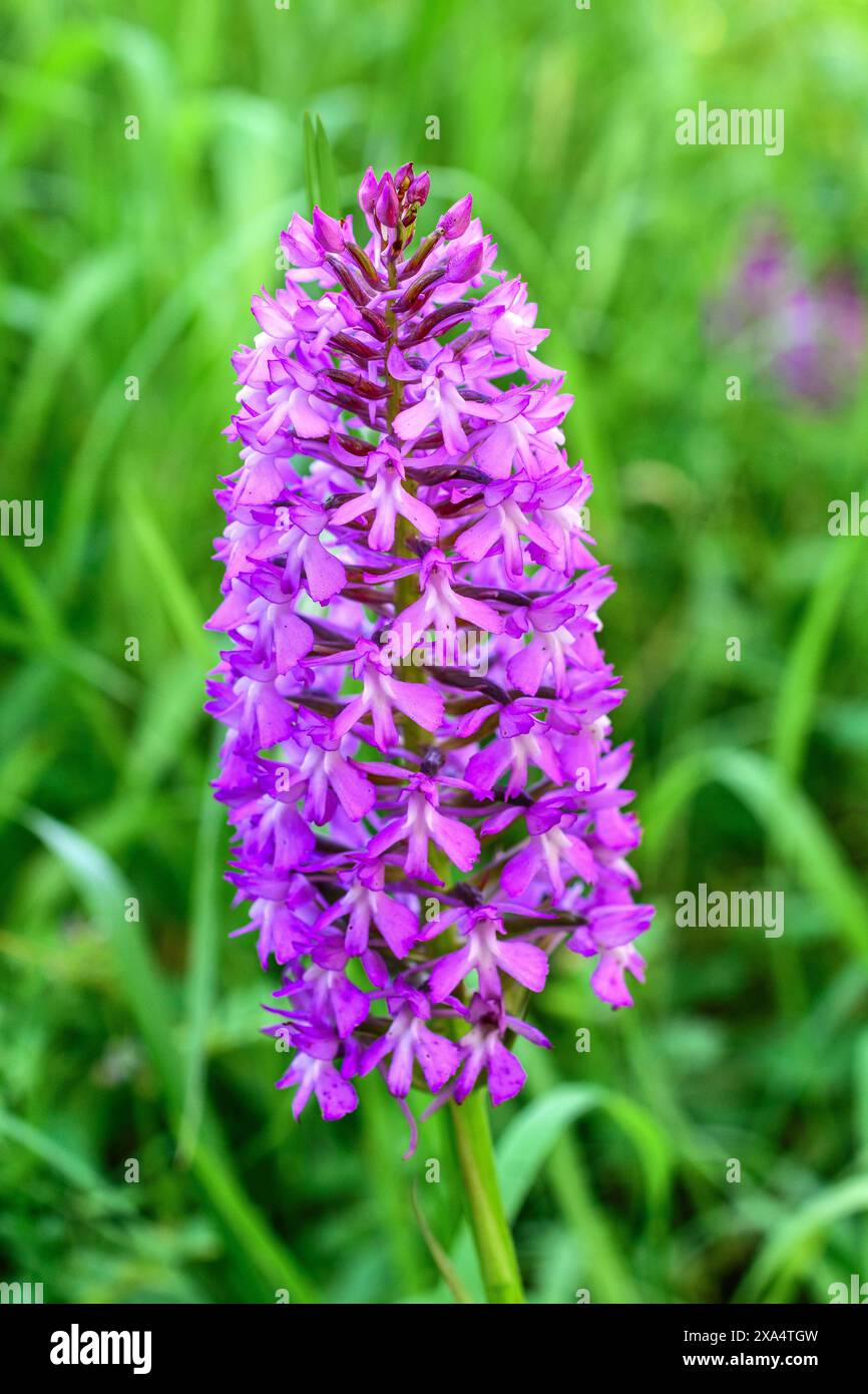 Common Fragrant Orchid (Gymnadenia conopsea) - sud-Touraine, central ...
